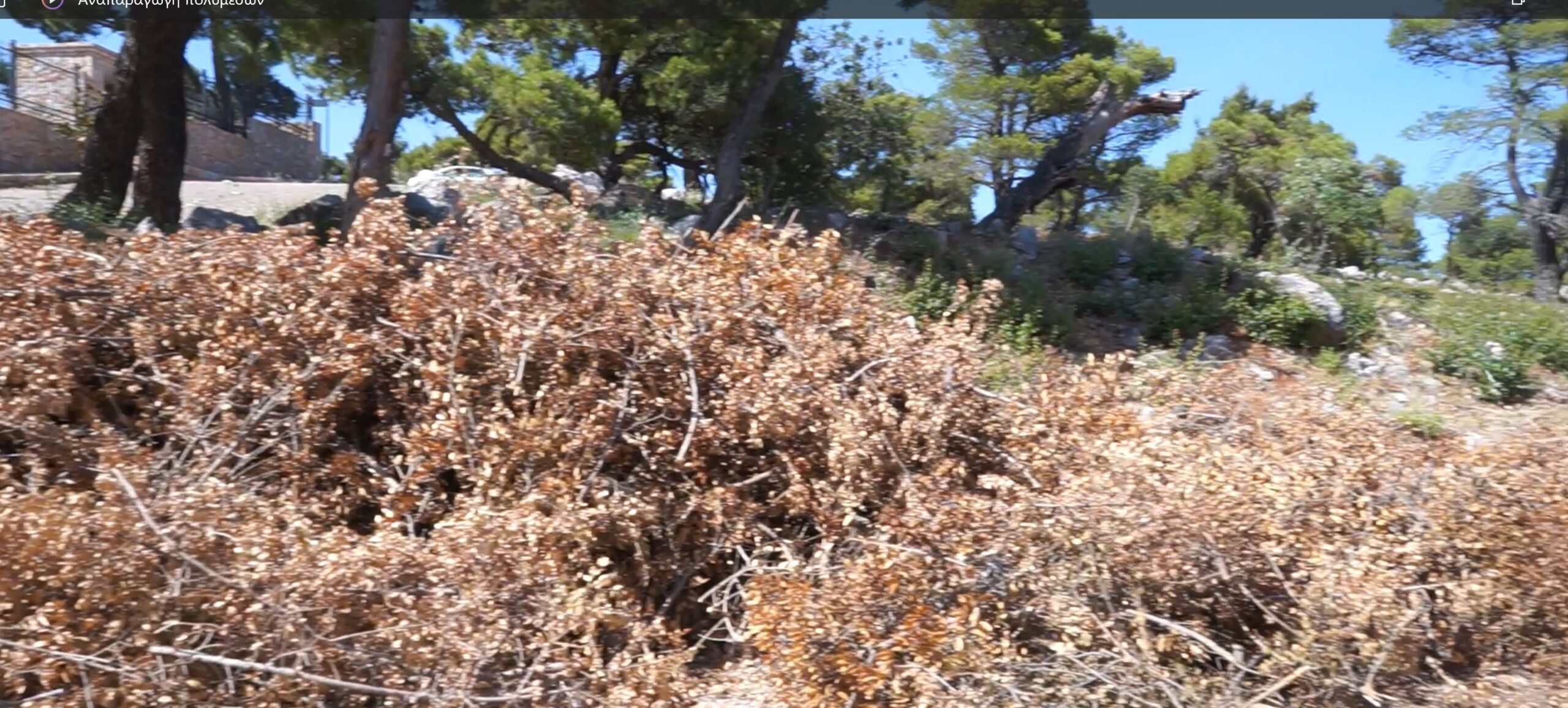 Για τα ΚΑΜΕΝΑ και τα ΚΛΑΔΕΜΑΤΑ ΚΗΠΩΝ - Σύλλογος Οικιστών Ιπποκρατείου ...
